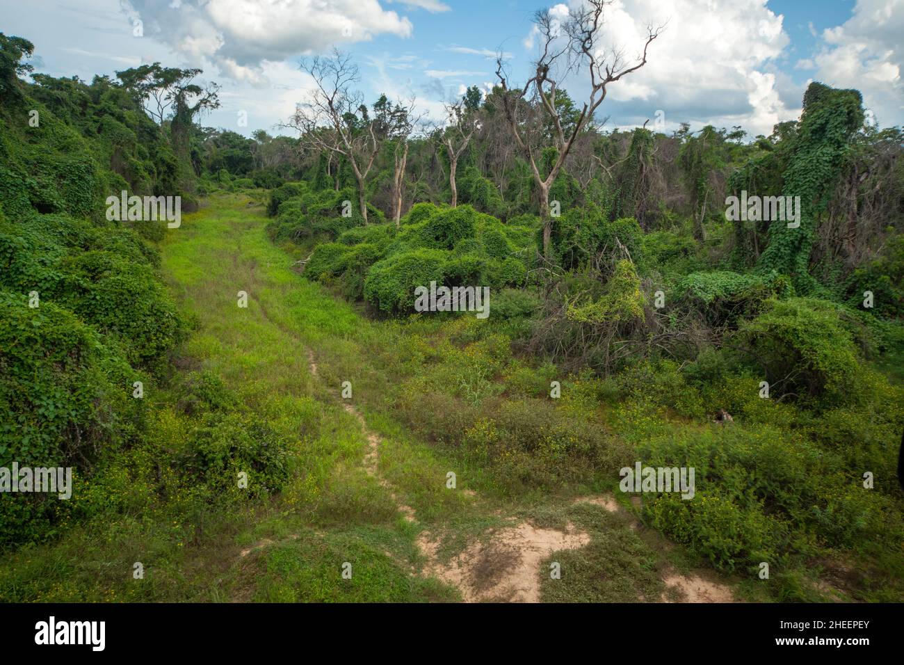 Wild looking corner of the forest as seen from one of the ...