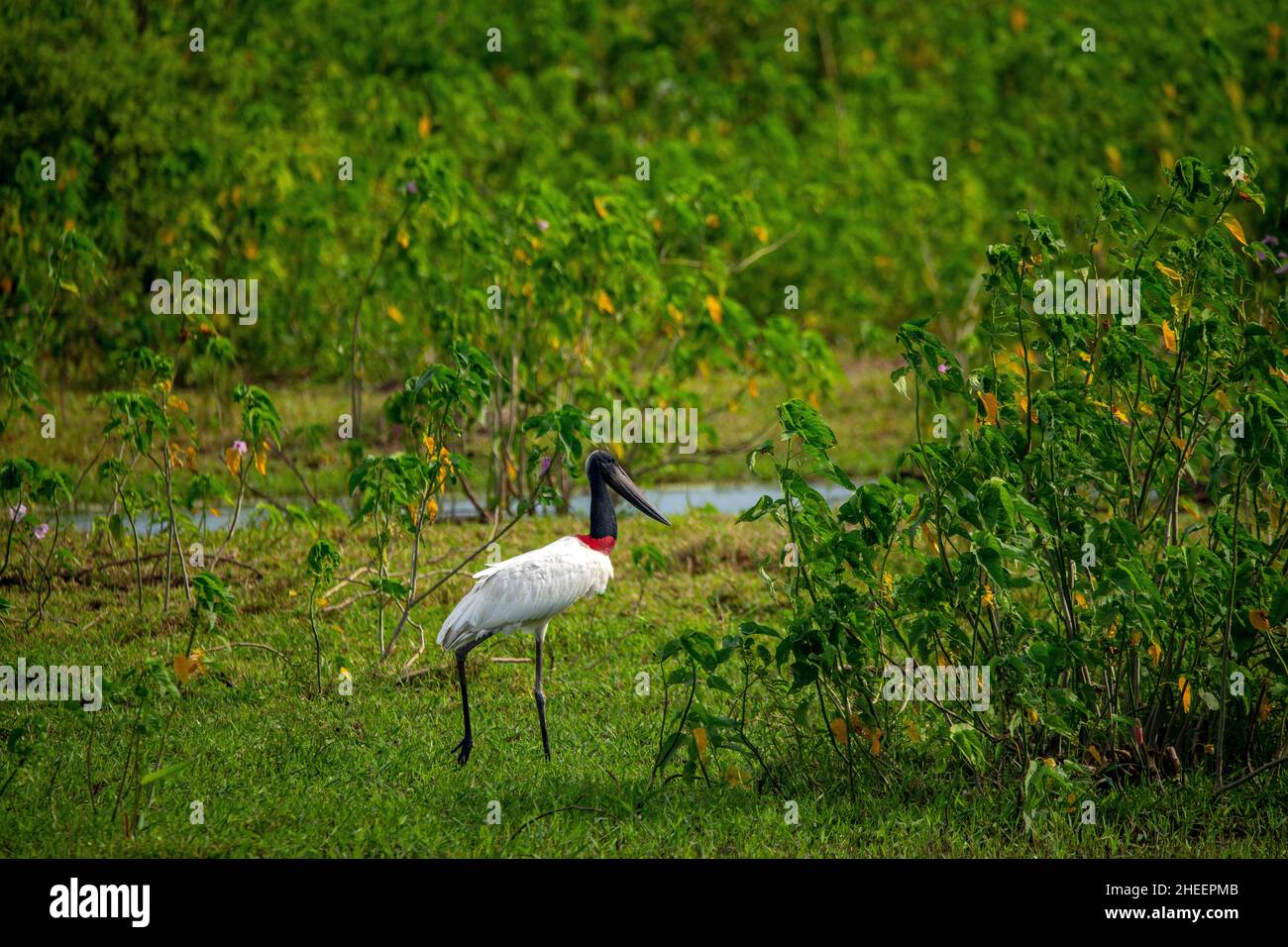 Tuiuiu, the bird considered the symbol of the Pantanal of Mato Grosso ...