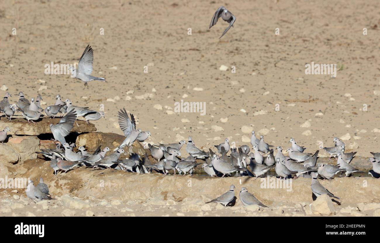 Turtle doves hi-res stock photography and images - Alamy