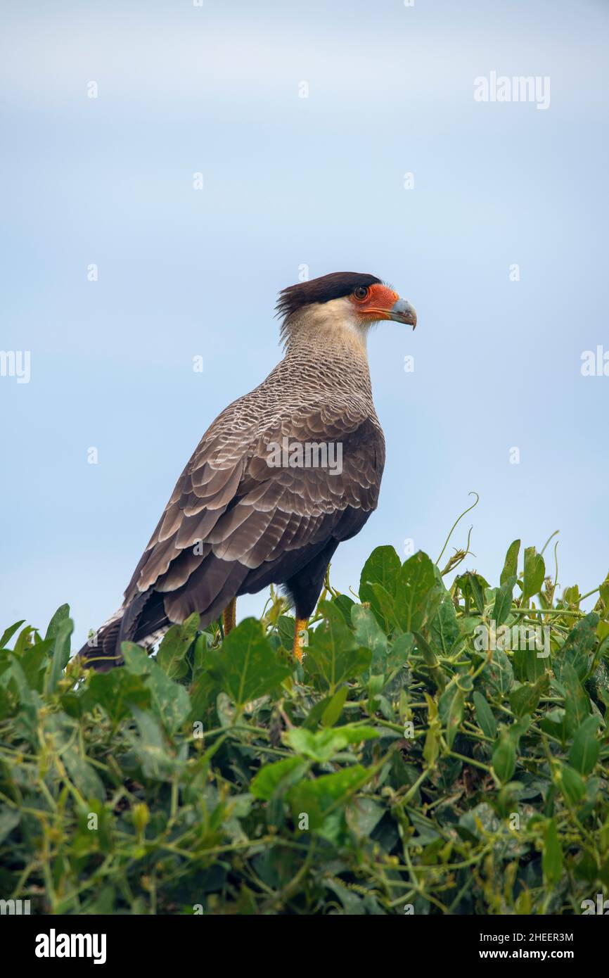 Carcará (Caracara plancus) bird of prey on the lookout at Pantanal of ...