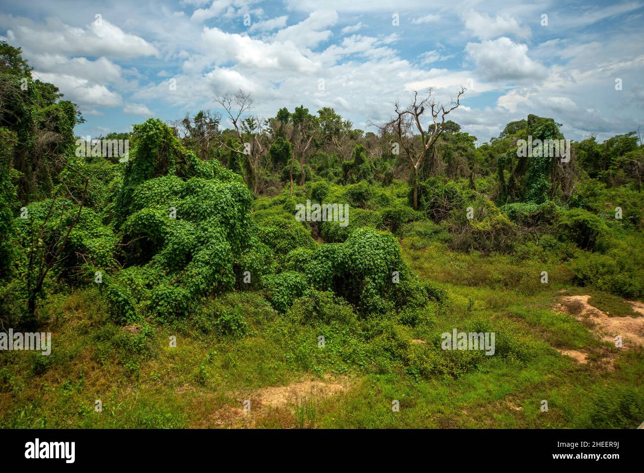 Wild looking corner of the forest as seen from one of the ...