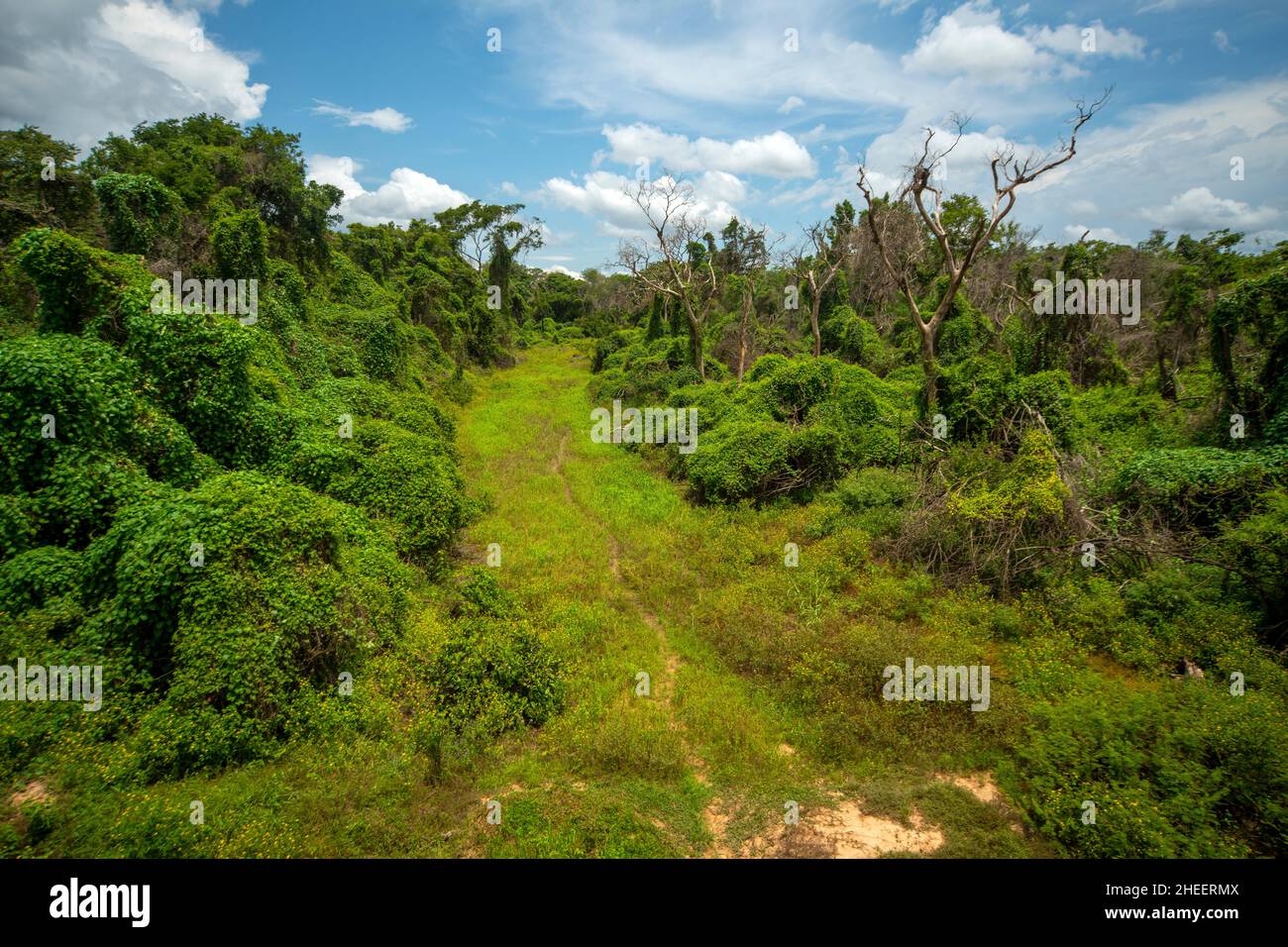 Wild looking corner of the forest as seen from one of the ...