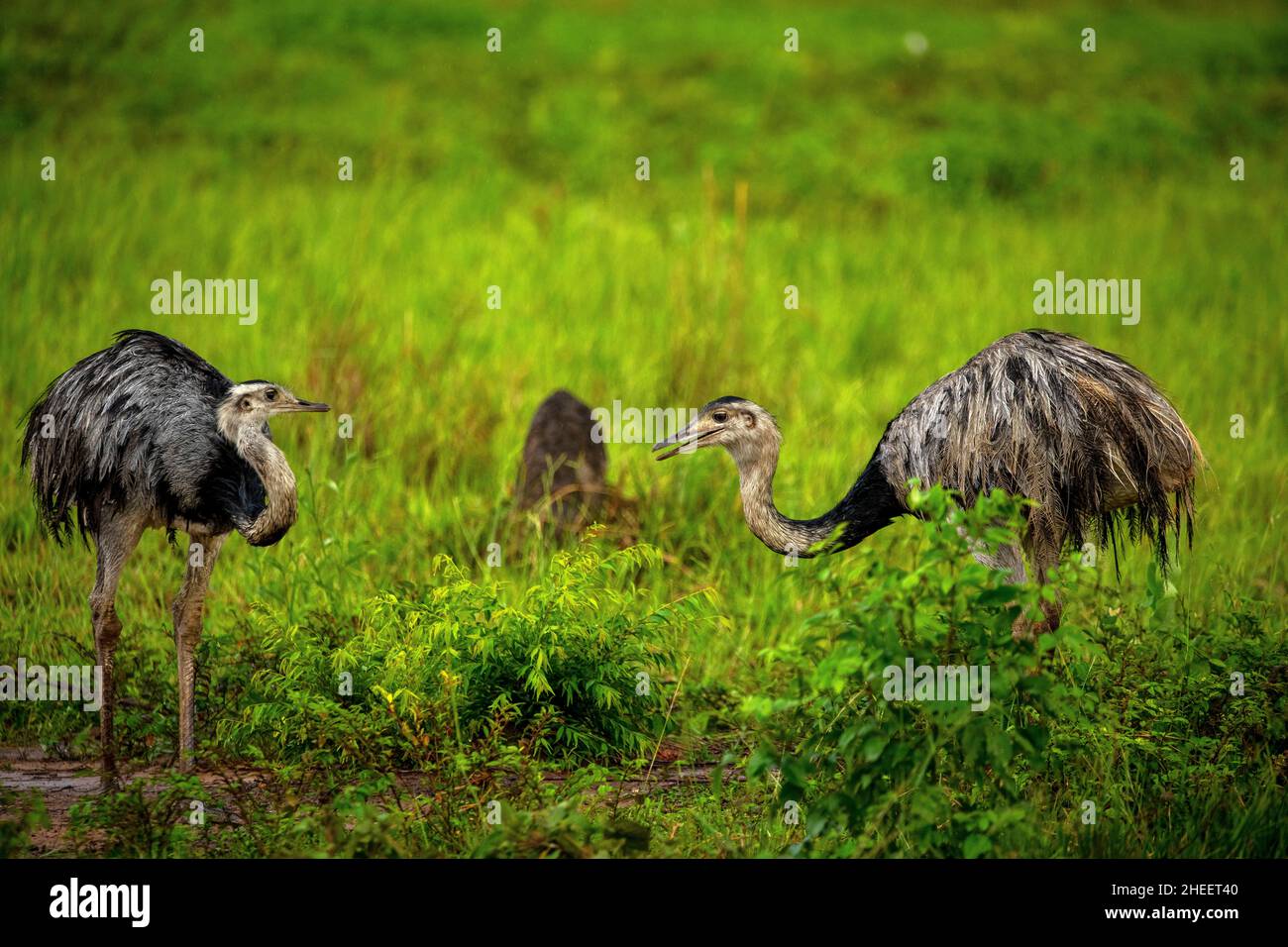 Emu is a big bird commonly seen in the Pantanal of Mato Grosso area ...