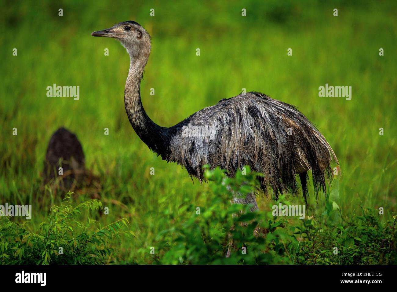 Emu is a big bird commonly seen in the Pantanal of Mato Grosso area ...