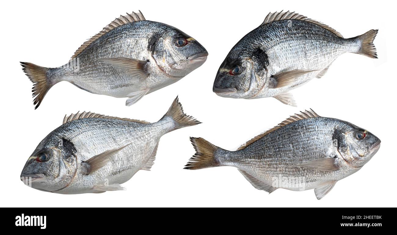 Dorado fish hi-res stock photography and images - Alamy