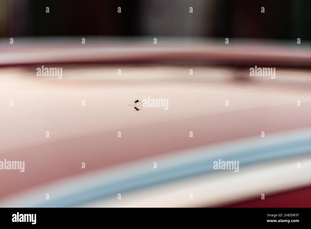 Large mosquito has landed on the shiny roof of a car Stock Photo - Alamy