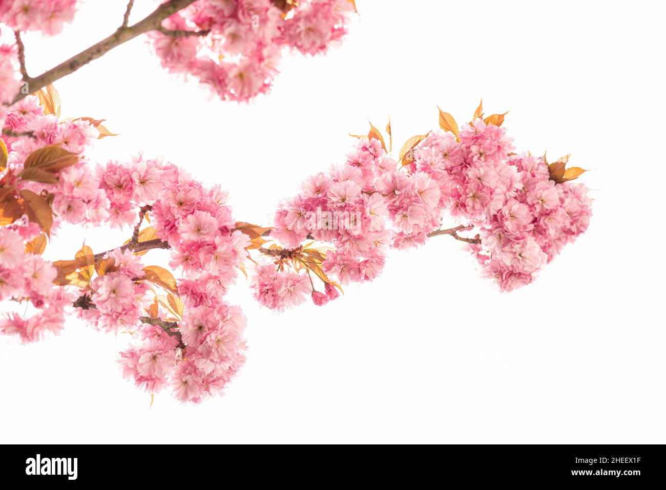 Pink cherry blossom tree in early spring Stock Photo - Alamy