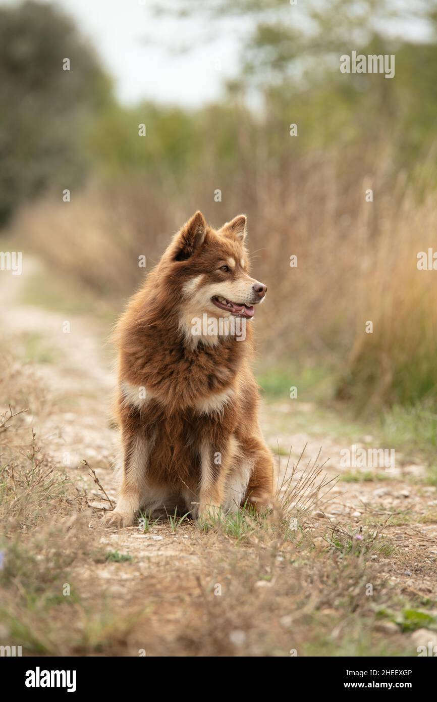 Lapponian herder hi-res stock photography and images - Alamy