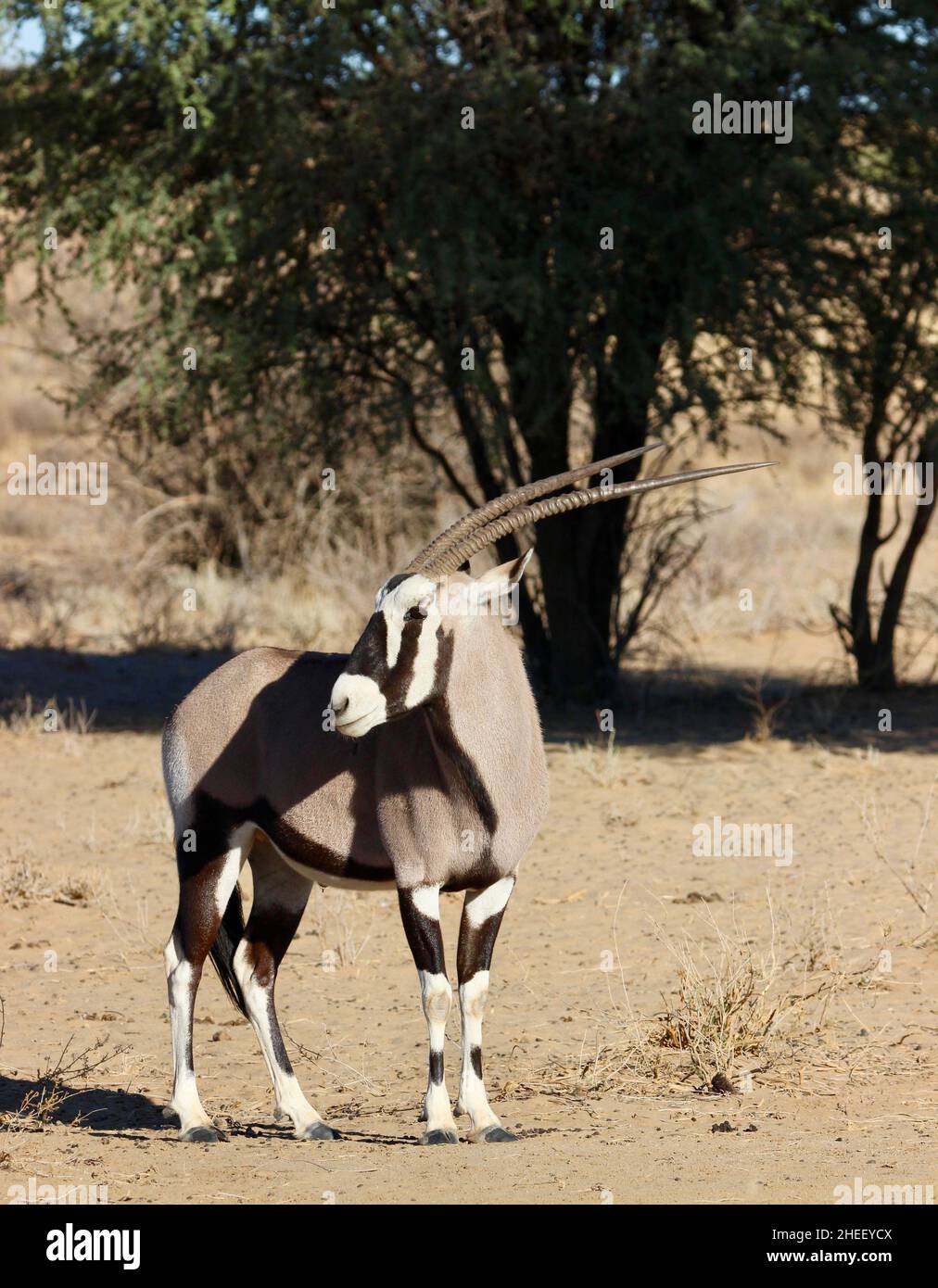 Gemsbok in the Kgalagadi Stock Photo - Alamy