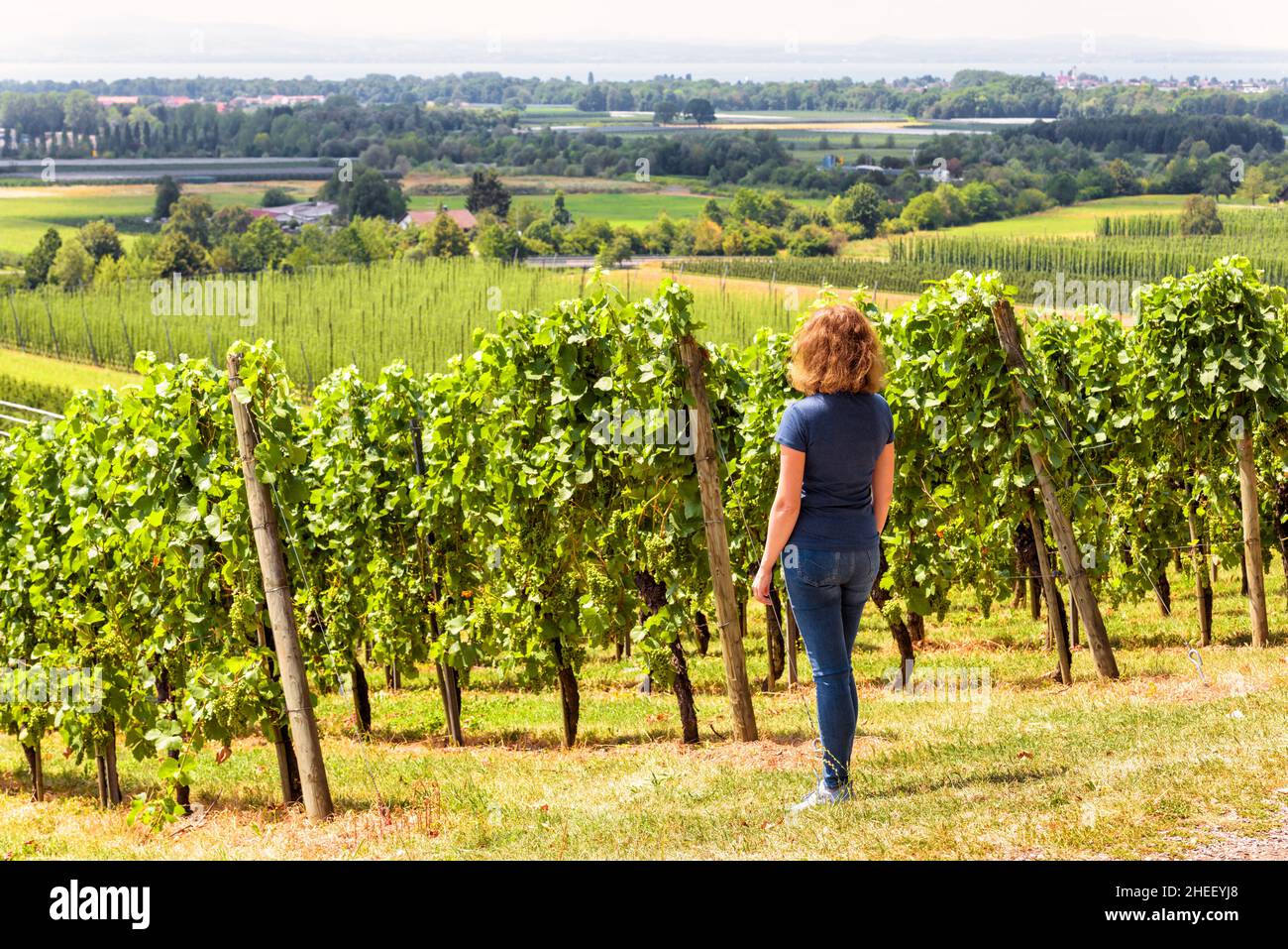 Grapevine field grape vineyard hi-res stock photography and images - Alamy