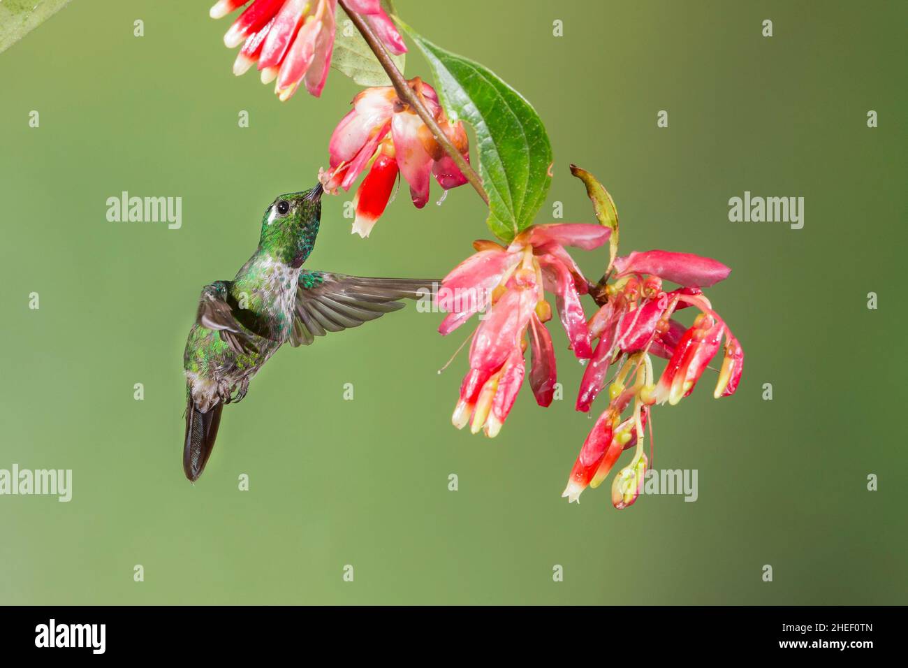 Purple-bibbed Whitetip (Urostice benjamini) juvenile male Stock Photo ...