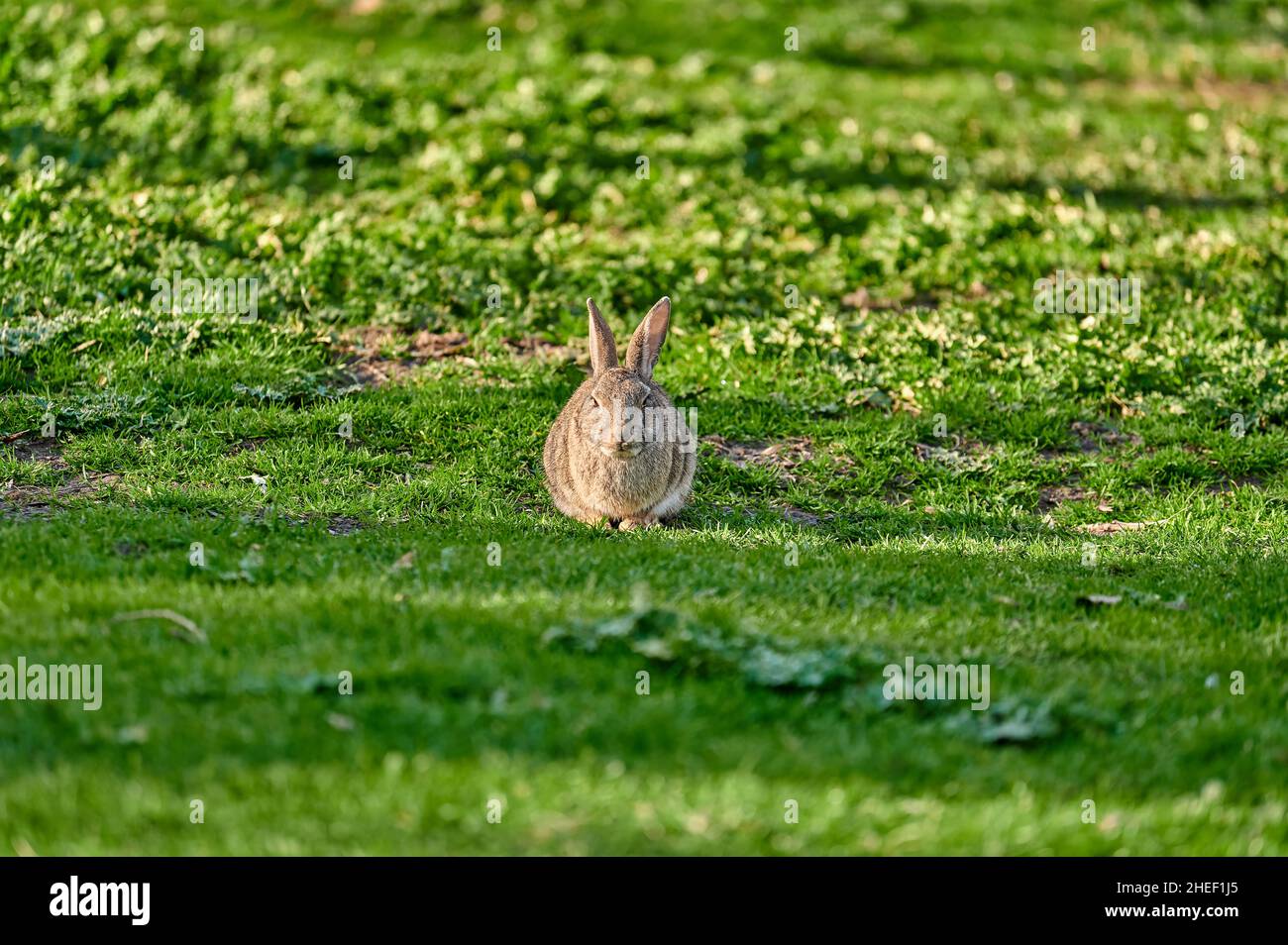 Side view portrait brown hare hi-res stock photography and images - Alamy