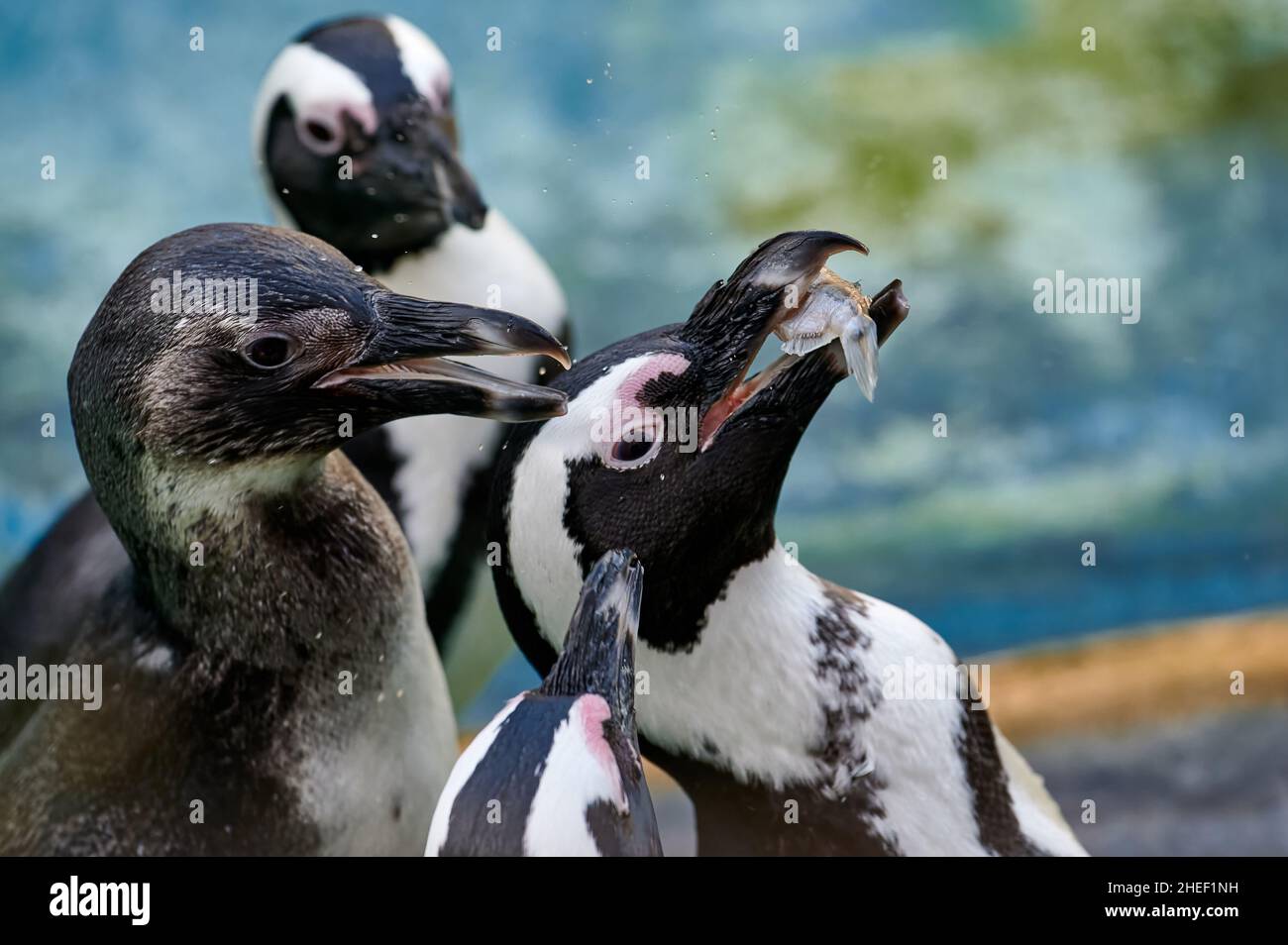 Penguin Catching Fish