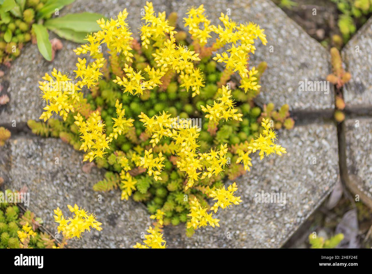 Tiny yellow blooming stonecrop. Latin name Sedum Acre Stock Photo - Alamy