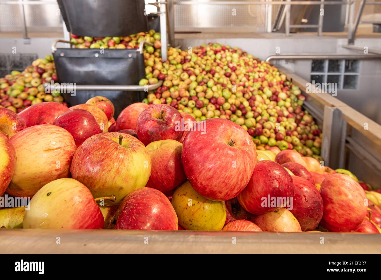 Ripe fall apples in a container, ready to squeeze apple juice Stock ...