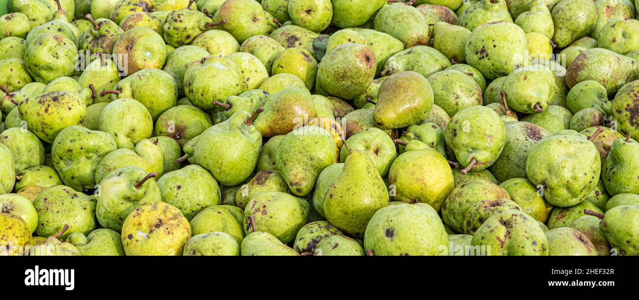 Pear tree in container hi-res stock photography and images - Alamy