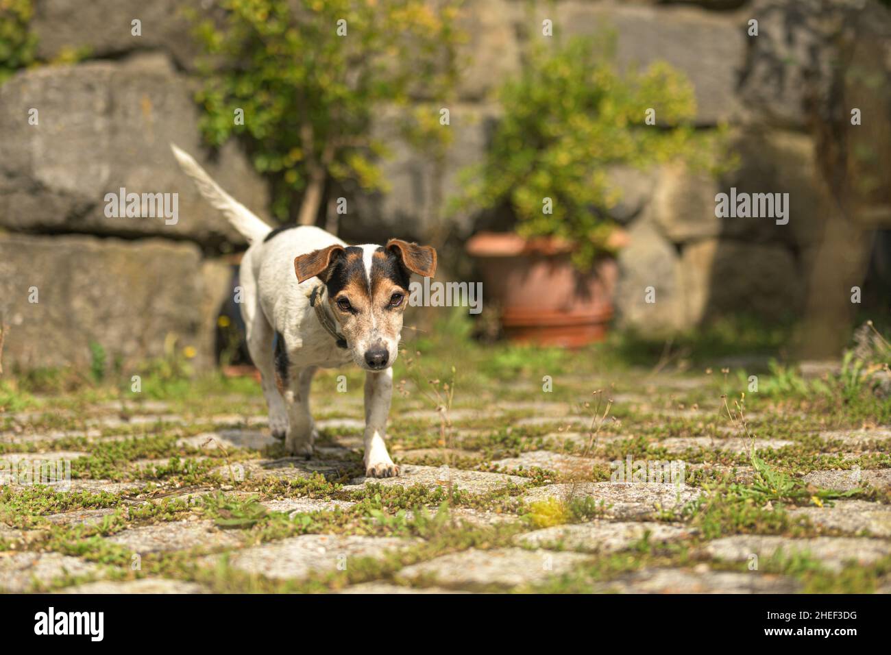 12 years old Jack Russell Terrier dog in a garen with stone wall and ...