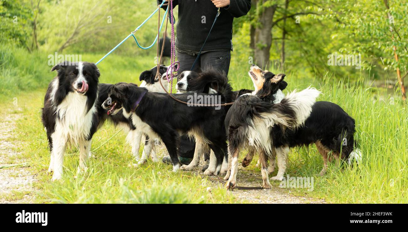 Dog walker with a border collie hi-res stock photography and images - Alamy