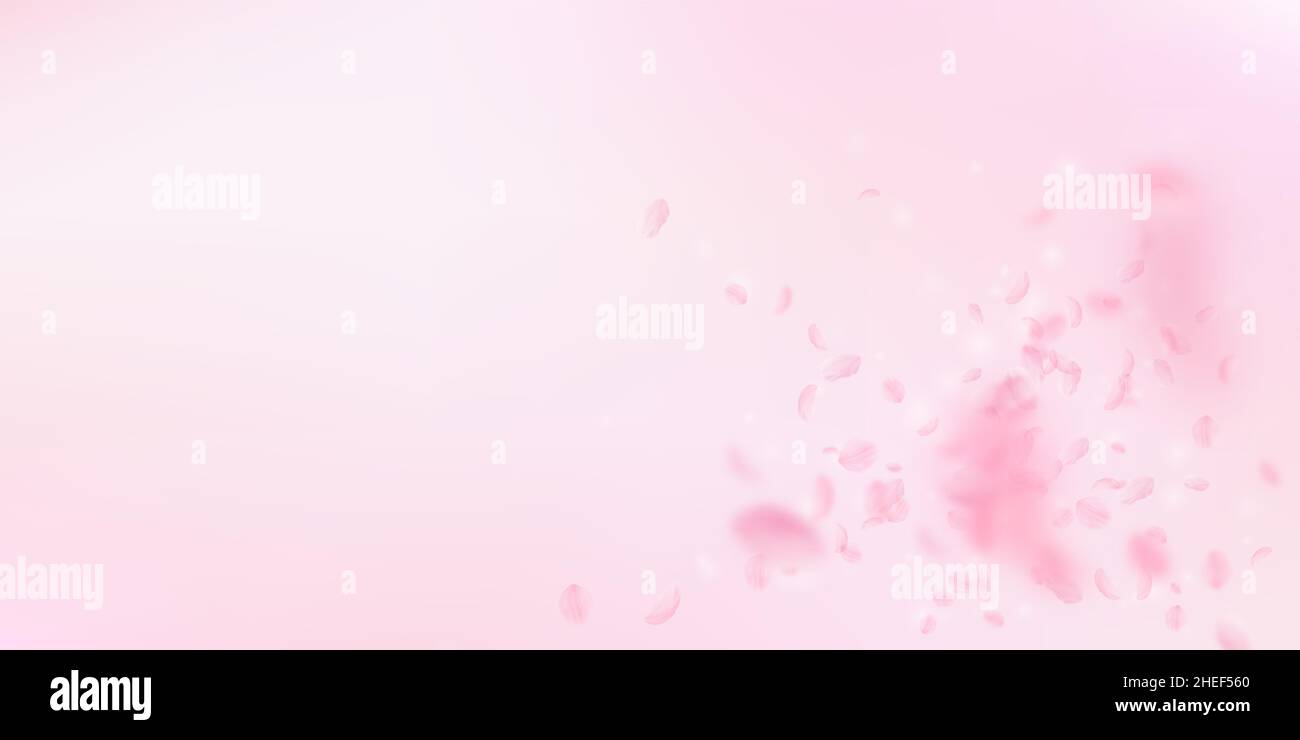 Sakura petals falling down. Romantic pink flowers explosion. Flying ...