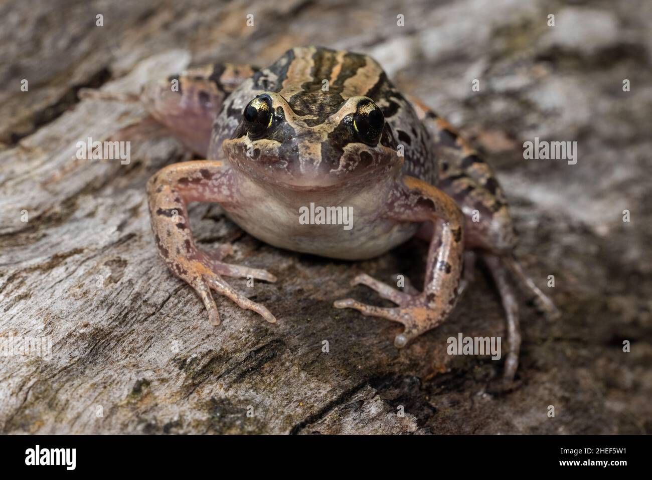 Australian Striped Marsh frog resting on log Stock Photo - Alamy