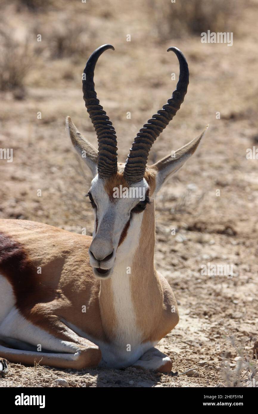 Huge Springbok Ram in the Kgalagadi Stock Photo - Alamy