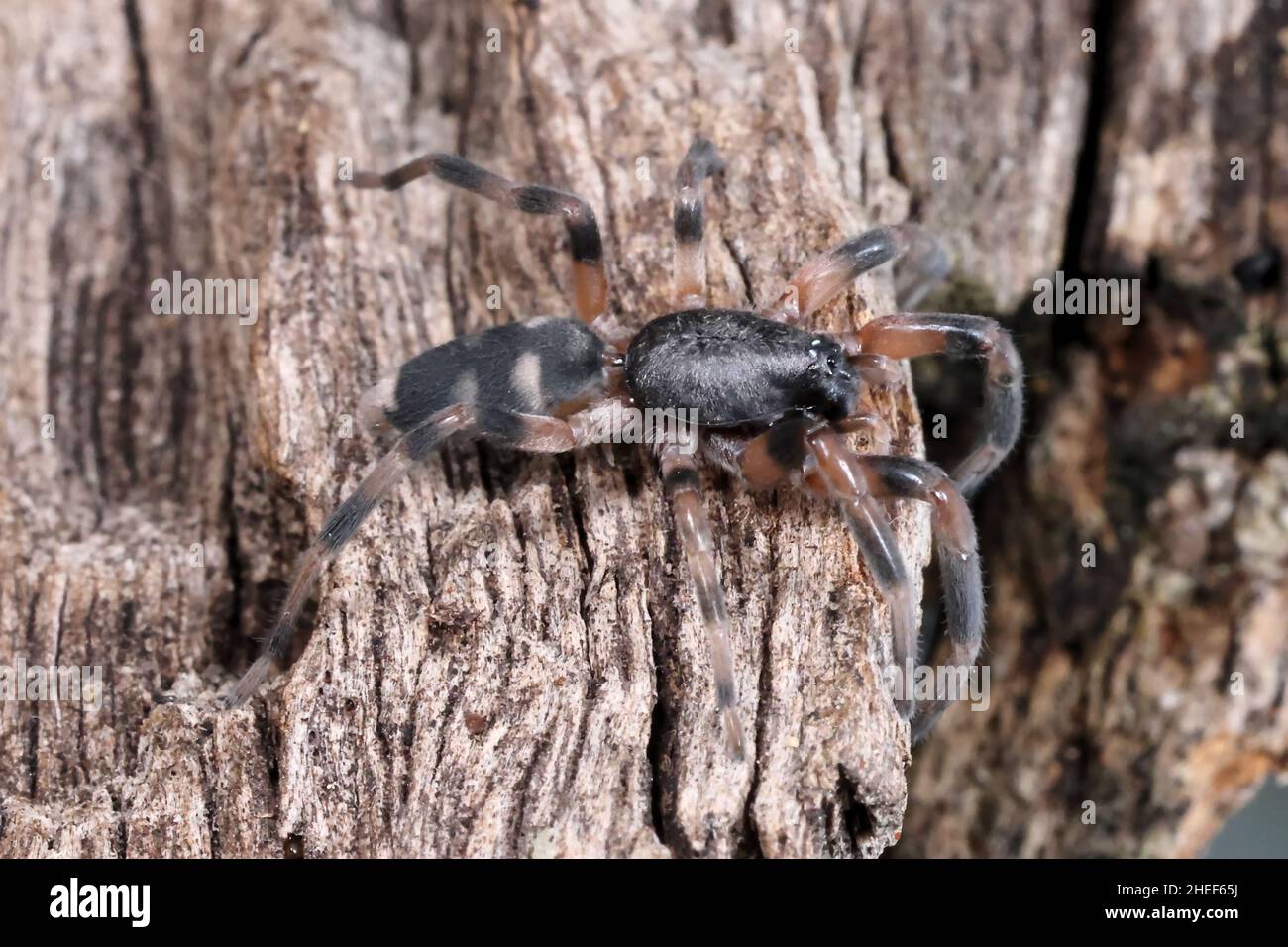 Australian White-tailed Spider Stock Photo - Alamy