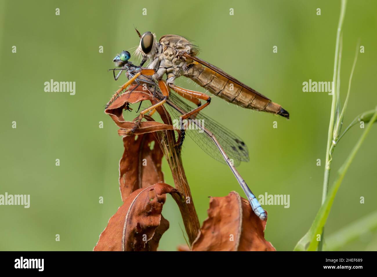 Australian Robber Fly or Assassin Fly feeding on Blue Damselfly Stock ...