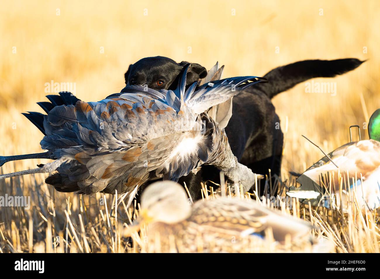 Retriever crane hi-res stock photography and images - Alamy