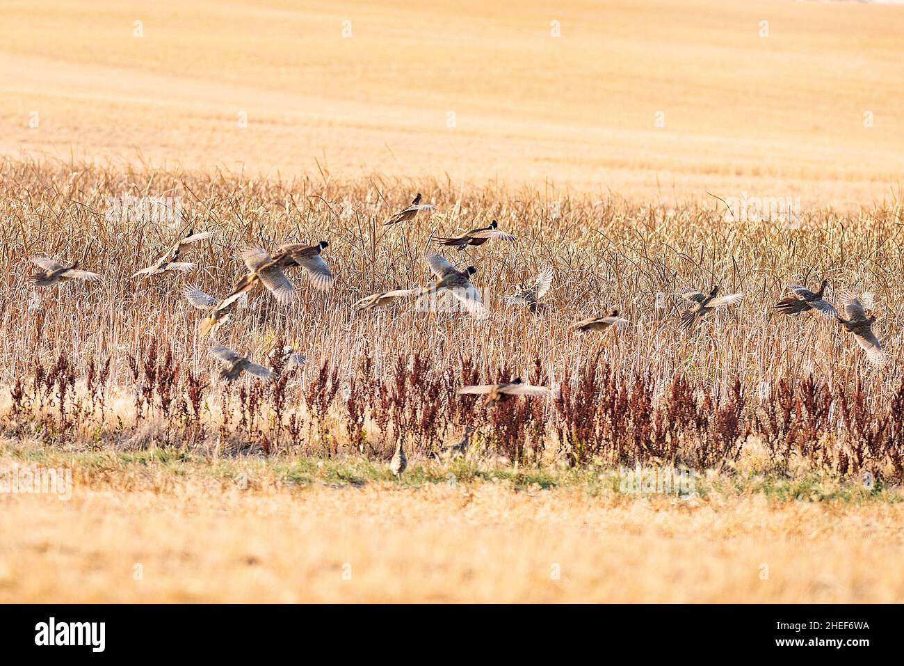 Ringneck Pheasants on the North Dakota Prairie on a late afternoon ...