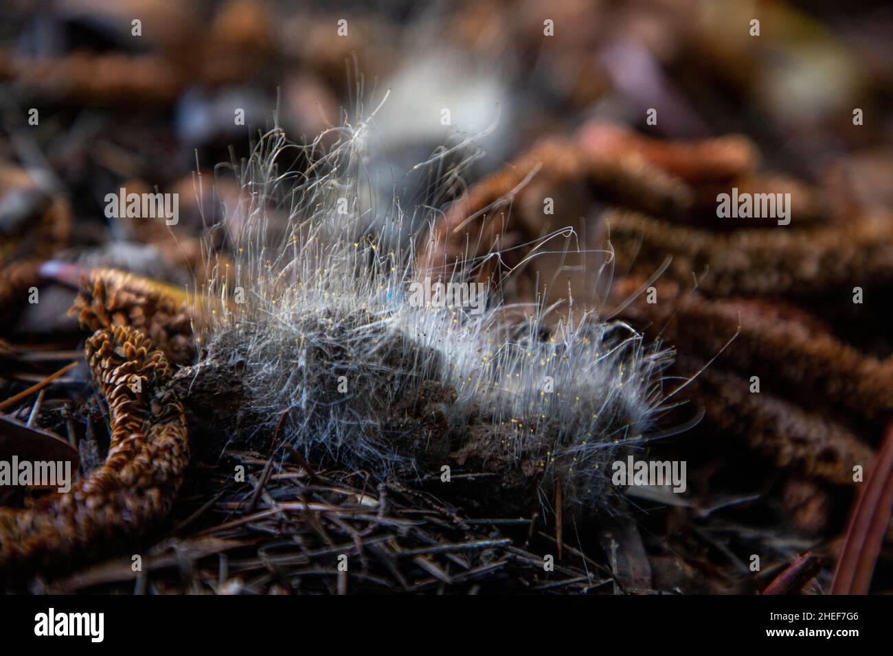 Hairy fungus, this Pin Mold has silver pins with yellow spores, was ...