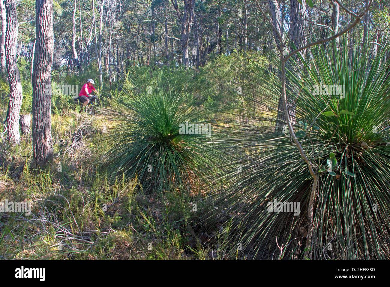 Cycling on the Wadandi Track Stock Photo - Alamy