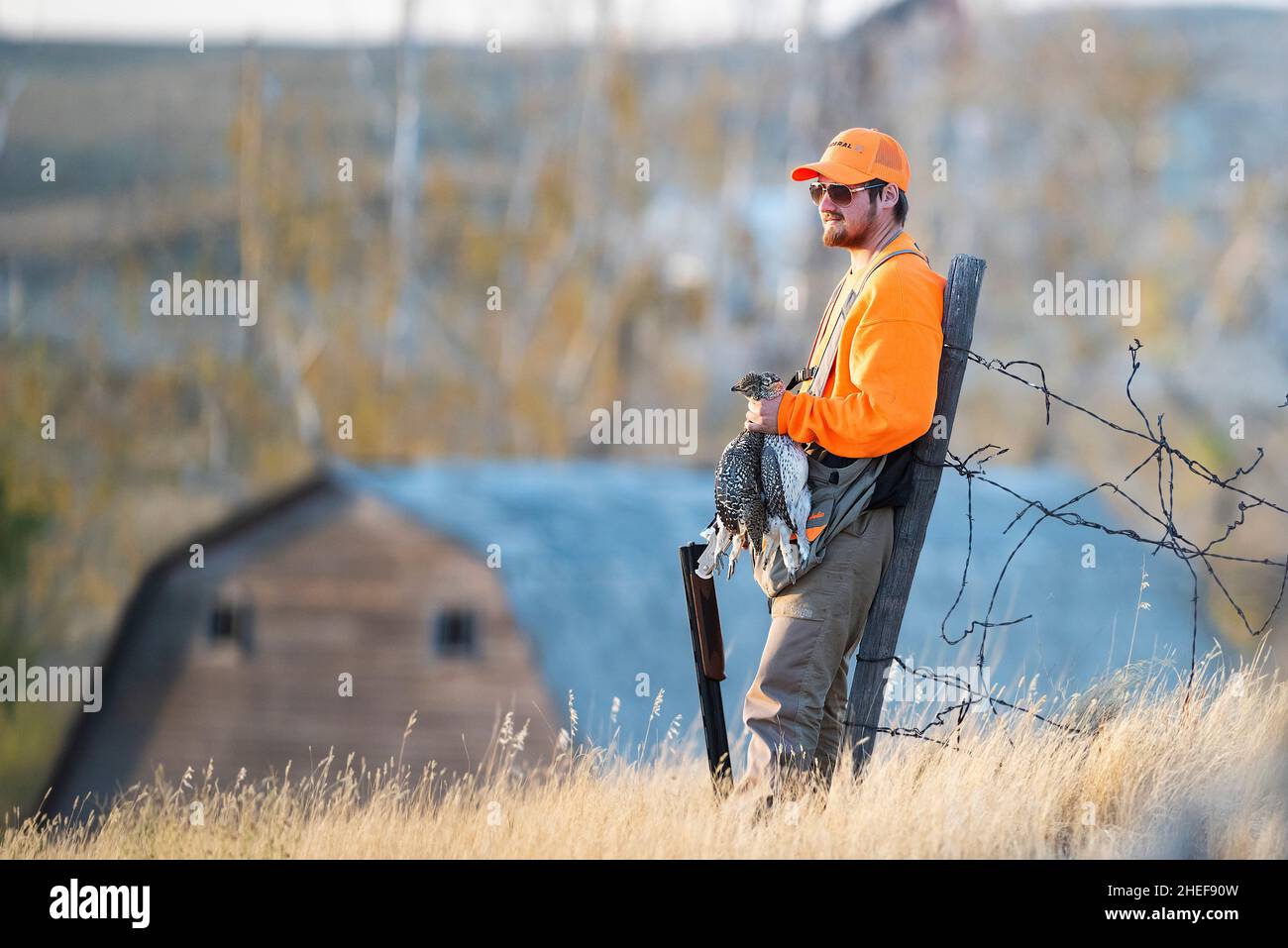 A hunter and his Yellow Labrador Retriever out Sharptail Grouse hunting ...