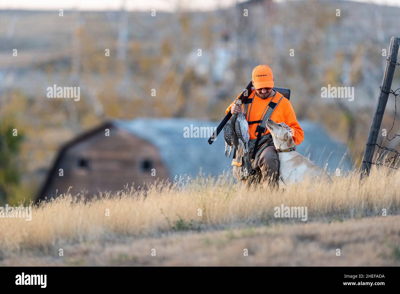 A hunter and his Yellow Labrador Retriever out Sharptail Grouse hunting ...