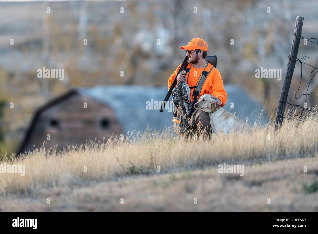 A hunter and his Yellow Labrador Retriever out Sharptail Grouse hunting ...