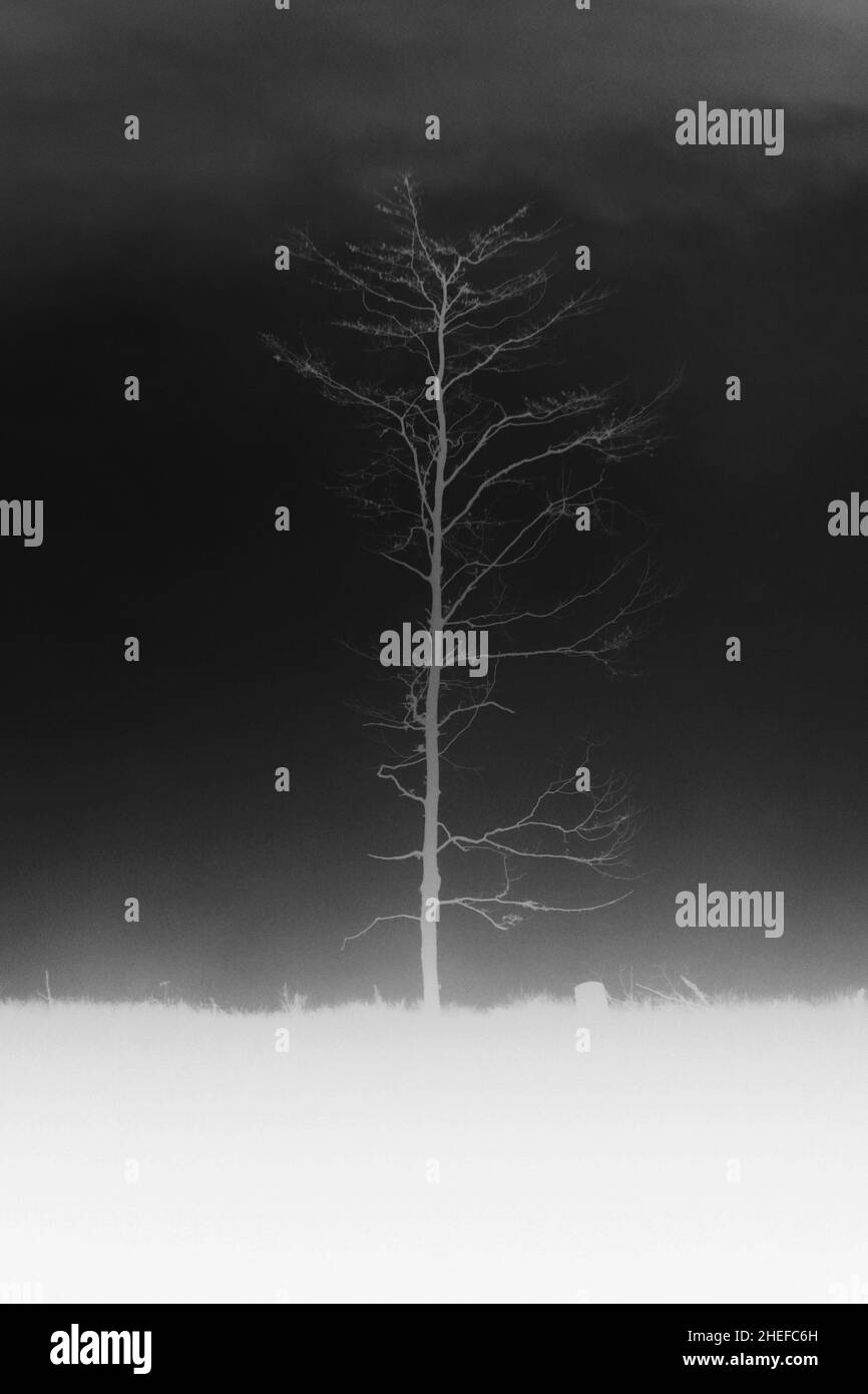 Tree x ray hi-res stock photography and images - Alamy