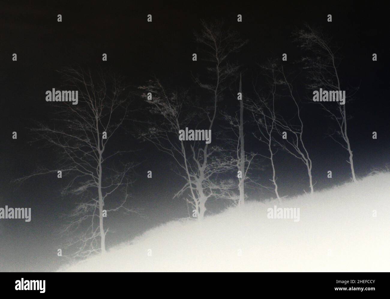 Trees shrouded in mist hi-res stock photography and images - Alamy