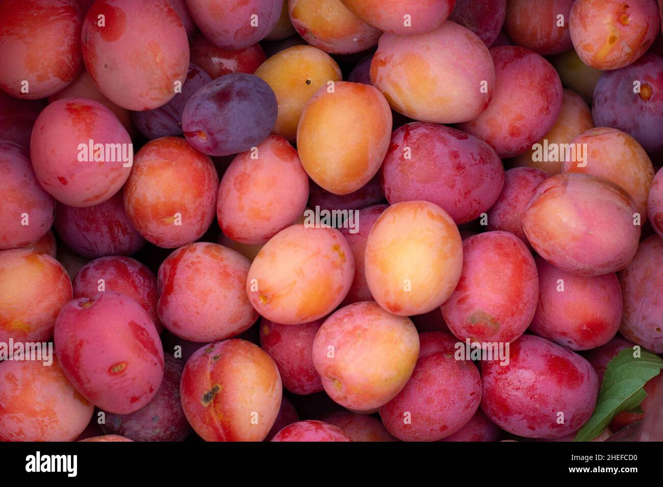 lots of red and purple ripe plums.top view.background Stock Photo - Alamy