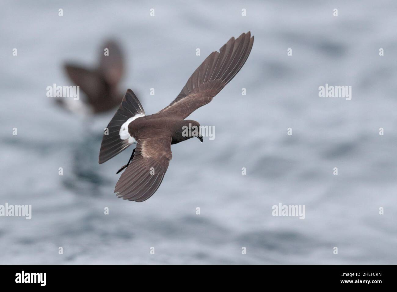 Wilson's Storm-Petrel (Oceanites oceanicus), dorsal view, single bird ...