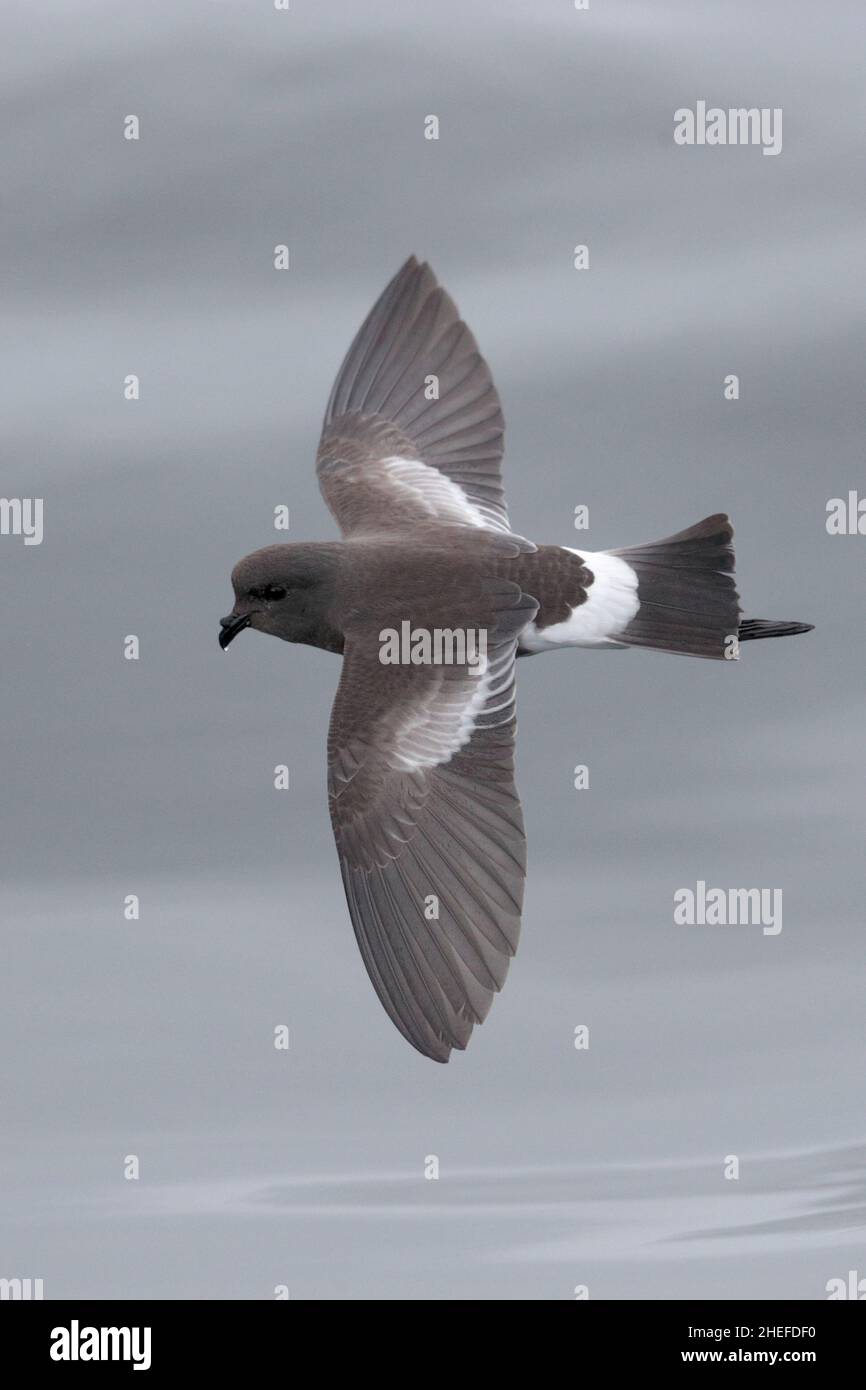 Pincoya Storm-Petrel (Oceanites pincoyae), dorsal view, single bird in ...