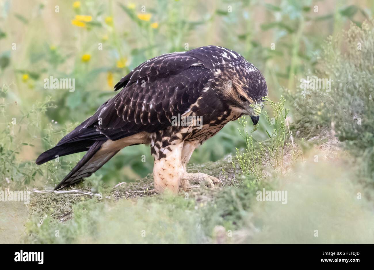 A young Swainson's Hawk eating a caterpillar, a part of its varied diet ...
