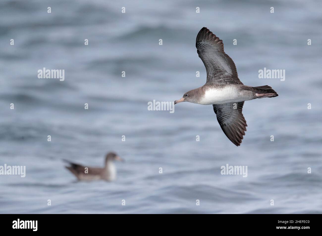 Pink-footed Shearwater (Puffinus creatopus), underside, single bird in ...