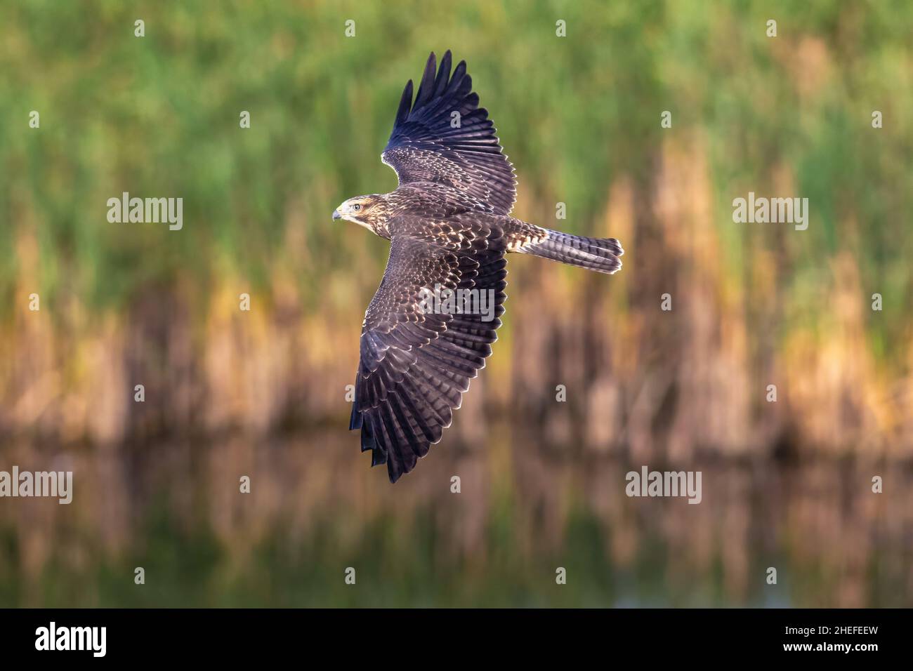 Closeup of a young Swainson's Hawk with its wings outstretched, flying ...