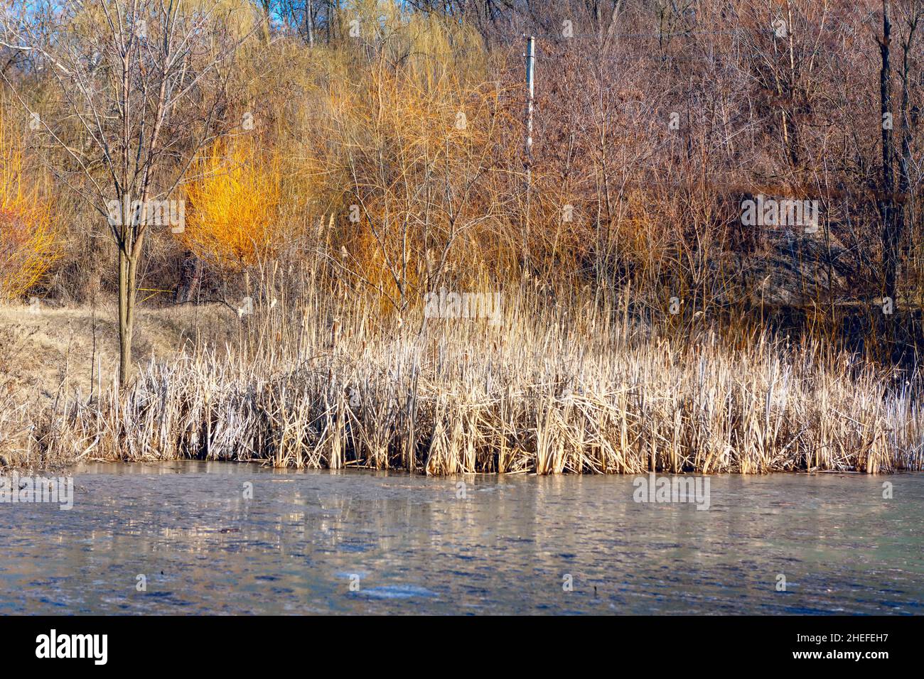 Dry autumn nature with lake . Pond in the fall . Dry coastal reed Stock ...