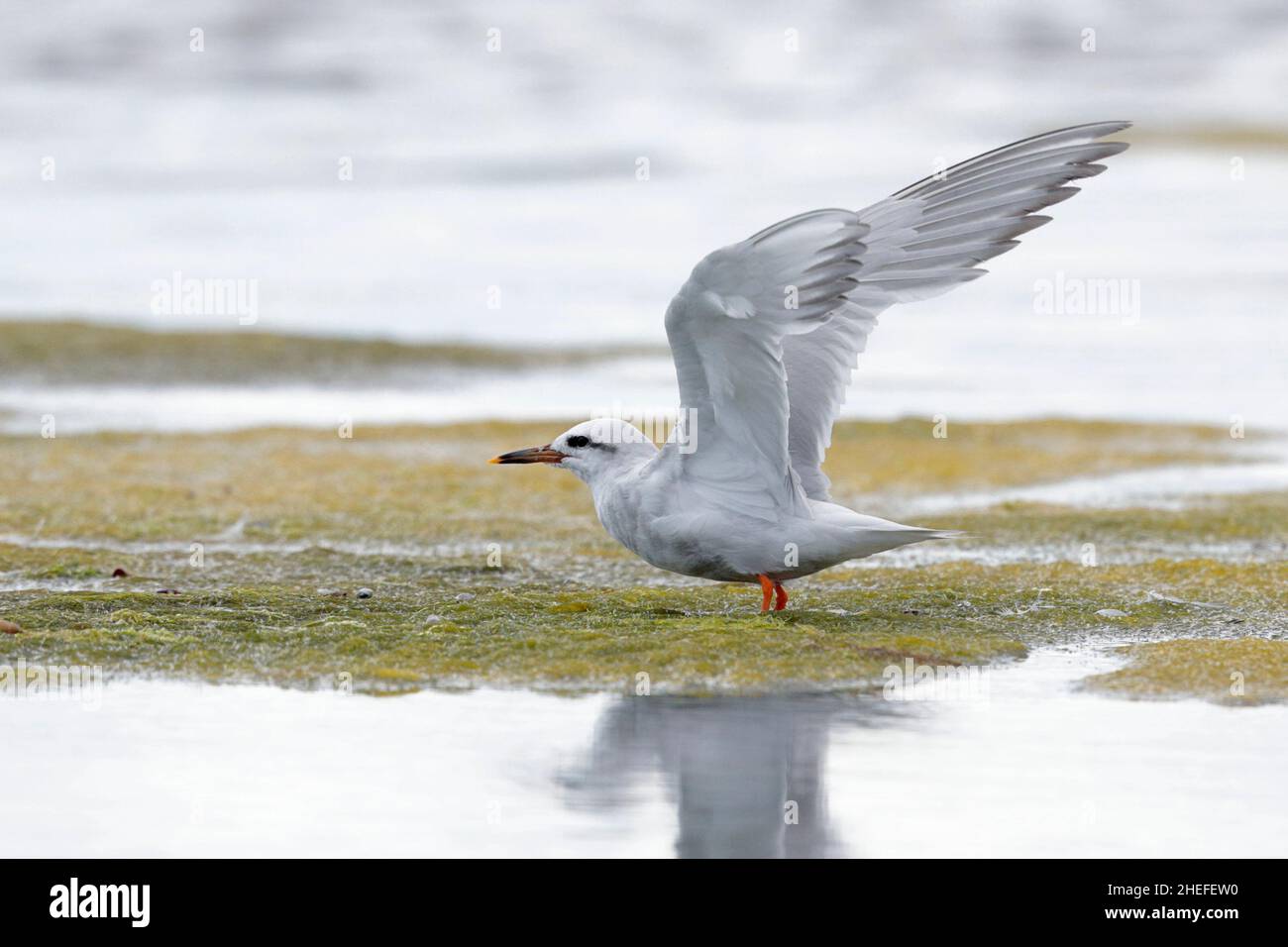 Snowy-crowned Tern (Sterna trudeaui), single bird standing with raised ...