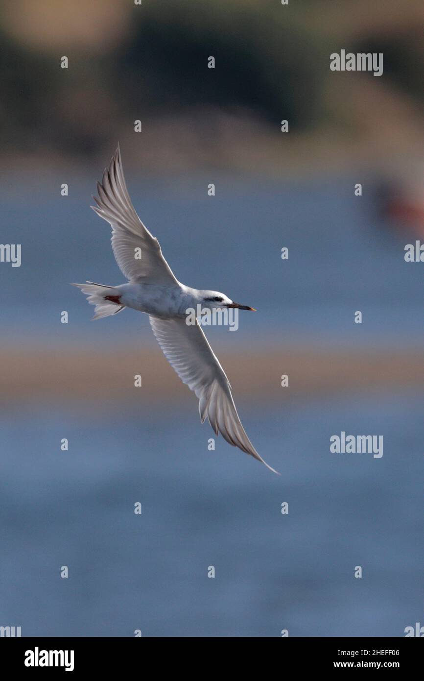 Snowy-crowned Tern (Sterna trudeaui), single bird in flight over blue ...
