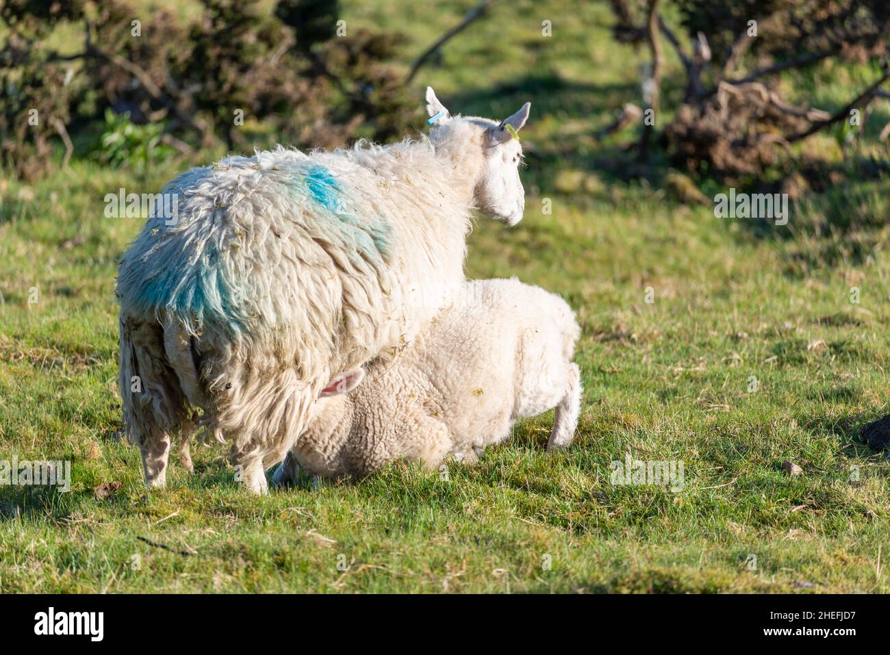 A ewe gives milk to her suckling lamb offspring, soon after dawn,in a ...
