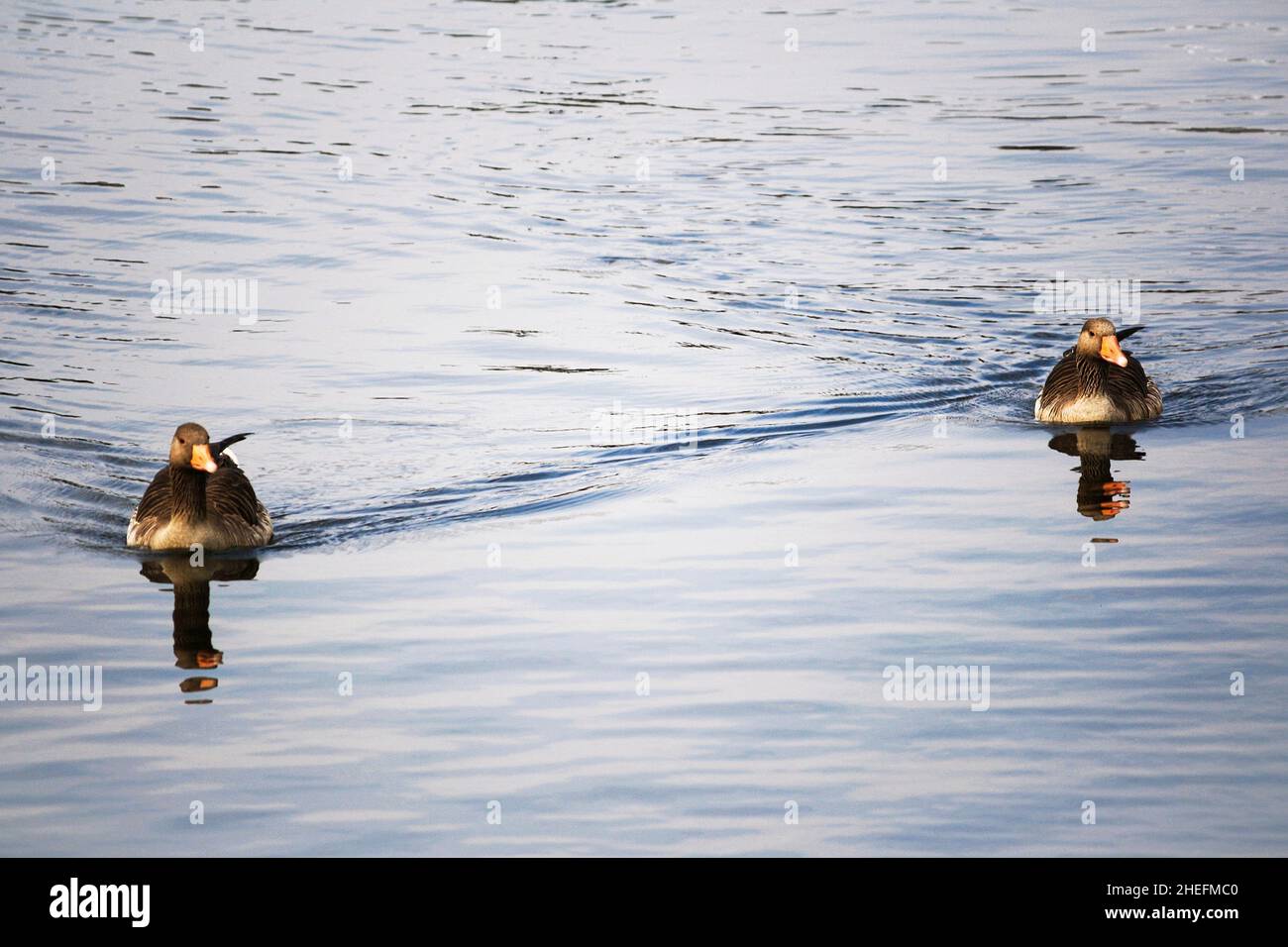 Ducks swimming in lake with calm blue water surface at Kleine Alster ...