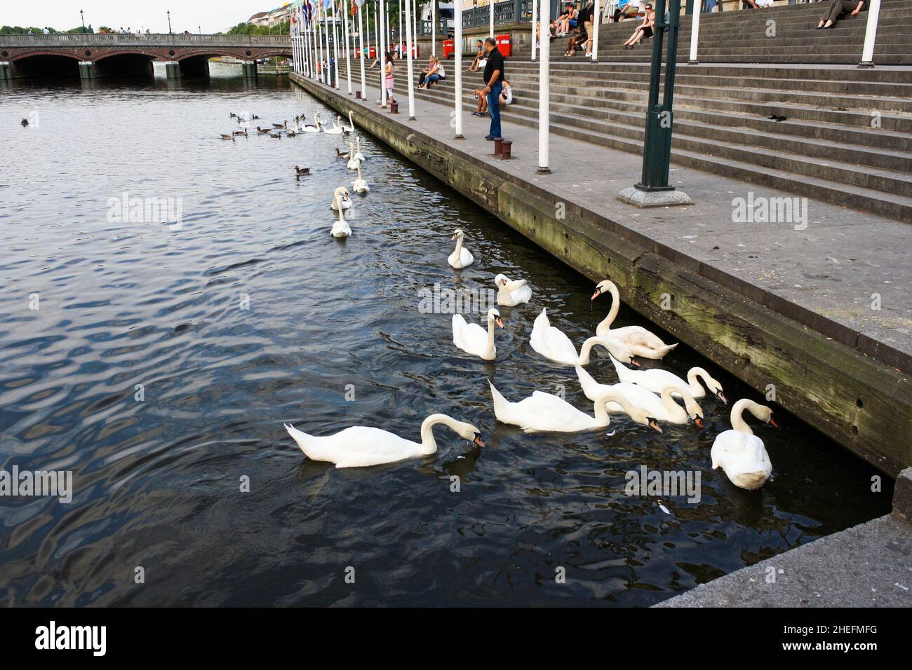 People sitting, relaxing and feeding white swans and ducks swimming in ... People sitting, relaxing and feeding white swans and ducks swimming in ...