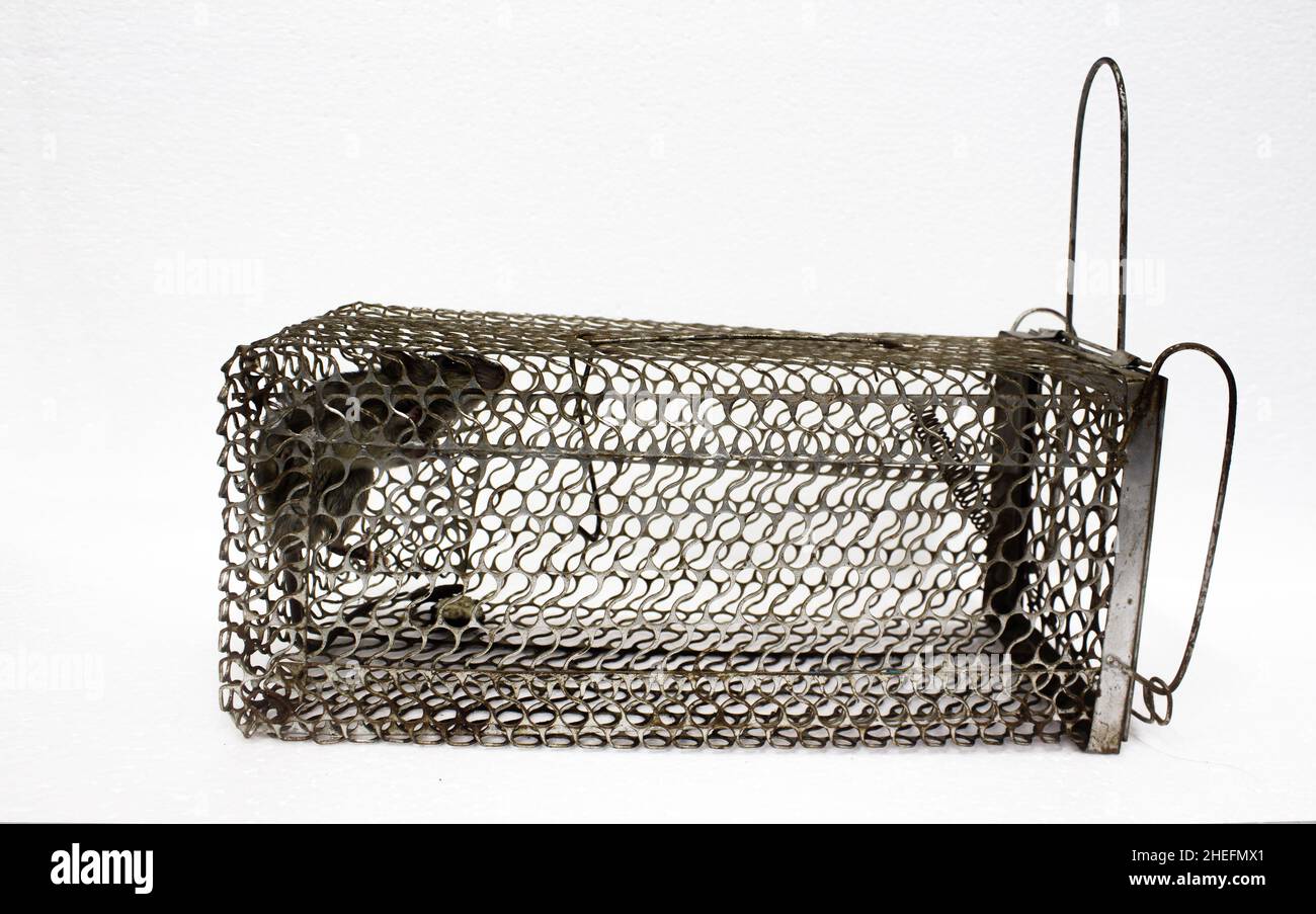 mouse in the Cage in isolated White Background Stock Photo - Alamy