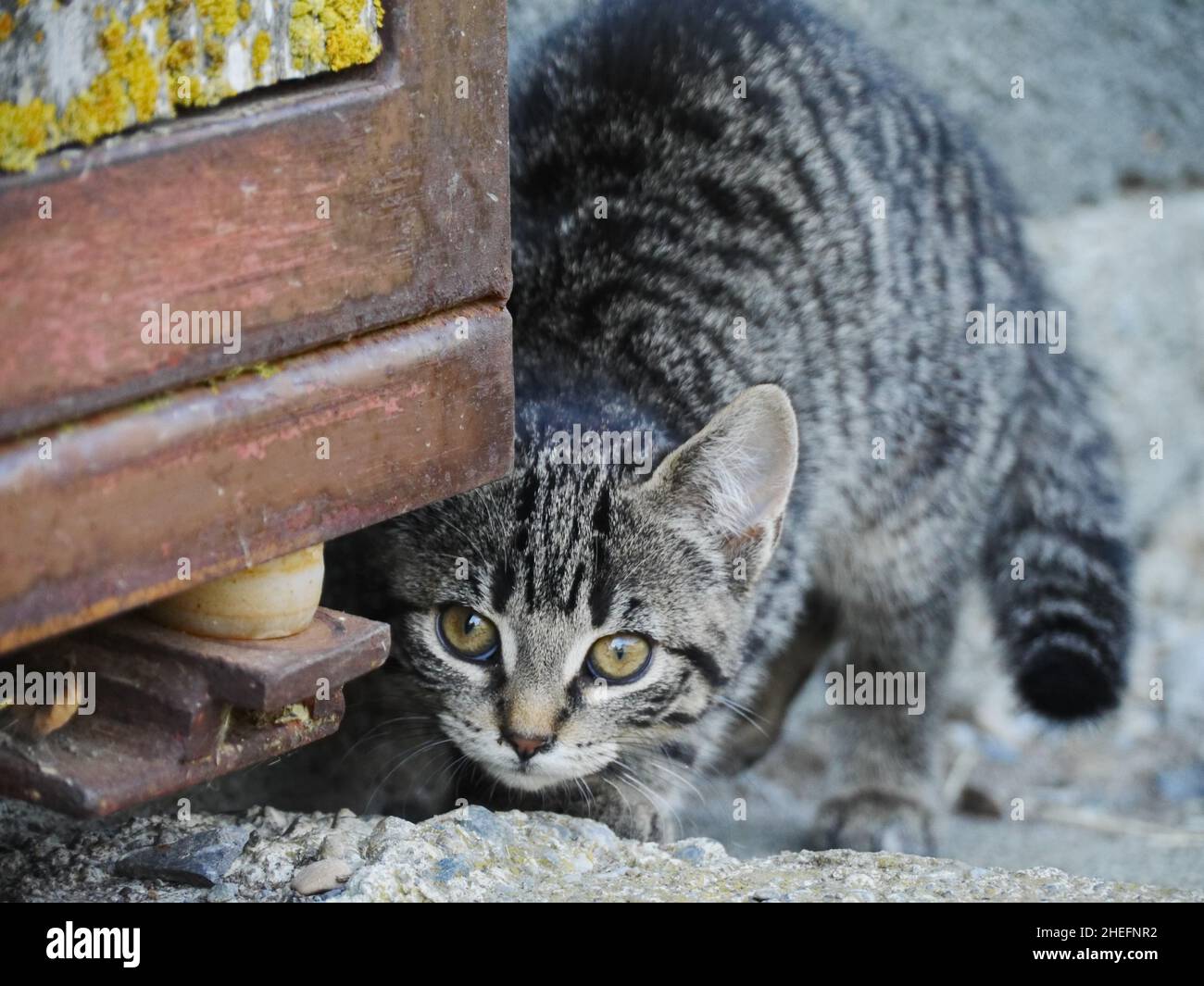 Funny cute gray cat hi-res stock photography and images - Alamy